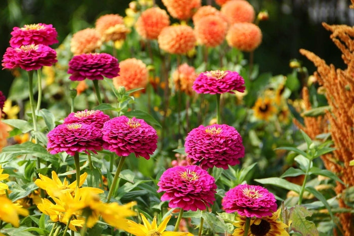 The Complete Guide to Growing a Cut Flower Garden – Lost Coast Plant ...