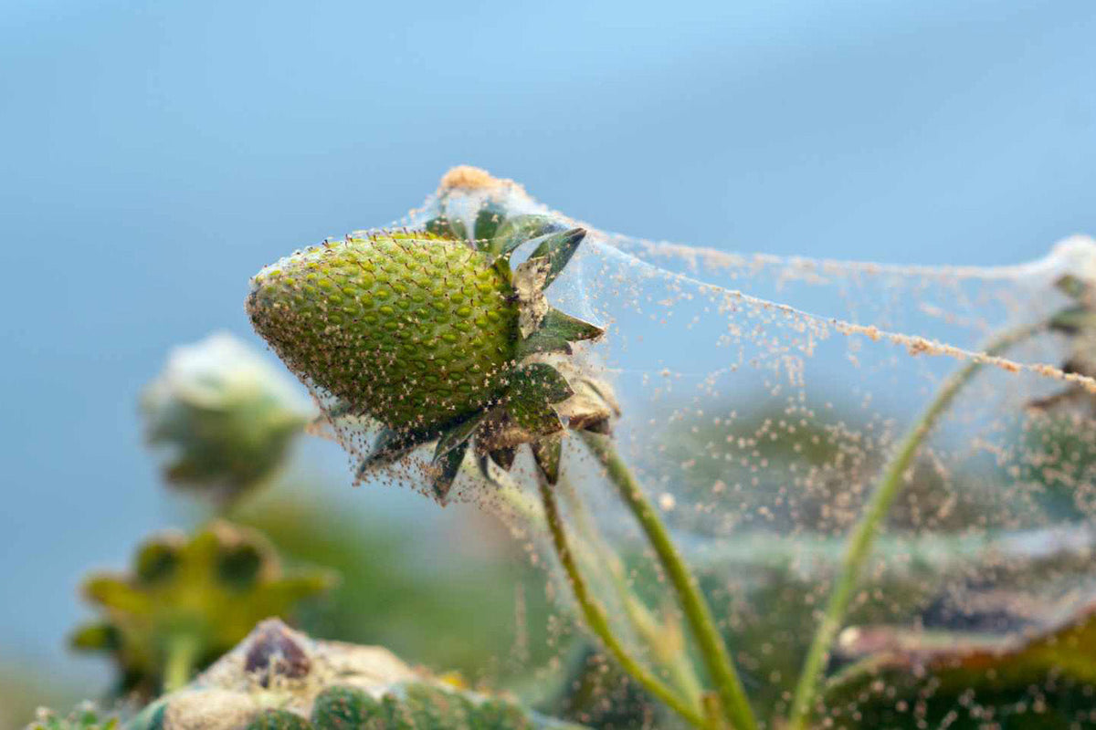 Early Signs of Spider Mites: How to Identify and Control Them – Lost ...