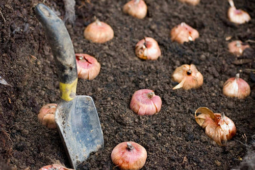 Bulb Planting by Zone: Growing Zones and Microclimates – Lost Coast ...