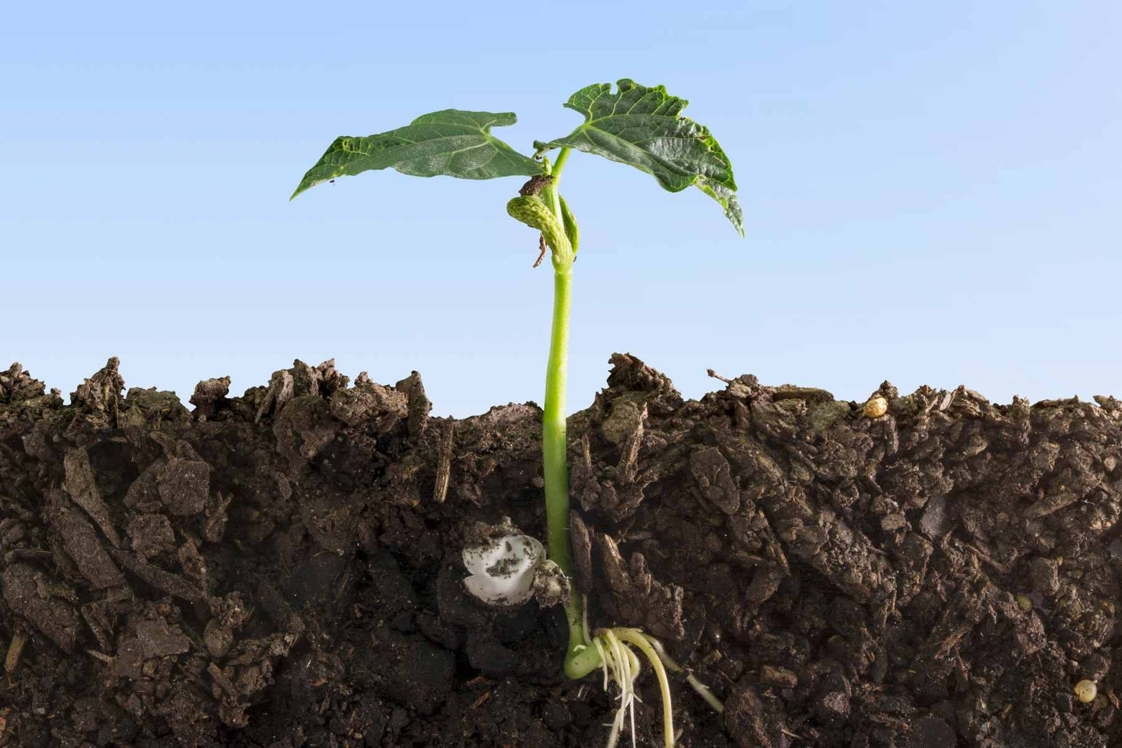 How to Get rid of Root Aphids Naturally and Effectively – Lost Coast ...