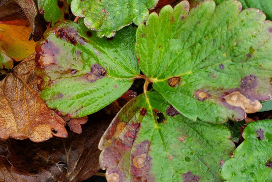 Early Signs of Spider Mites: How to Identify and Control Them – Lost ...
